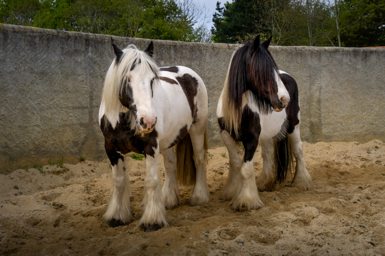 La pension Cheval Nature de Grand Lieu - Cheval Nature de Saint ...